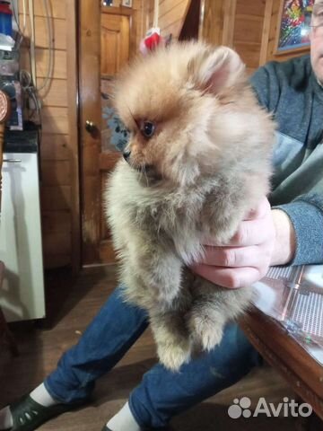 Шпиц померанский с документами