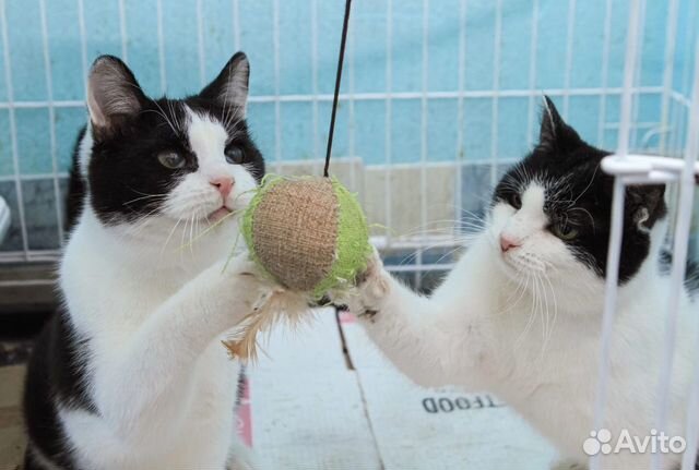 В добрые руки