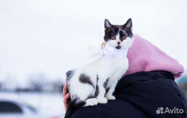Котята в добрые руки бесплатно