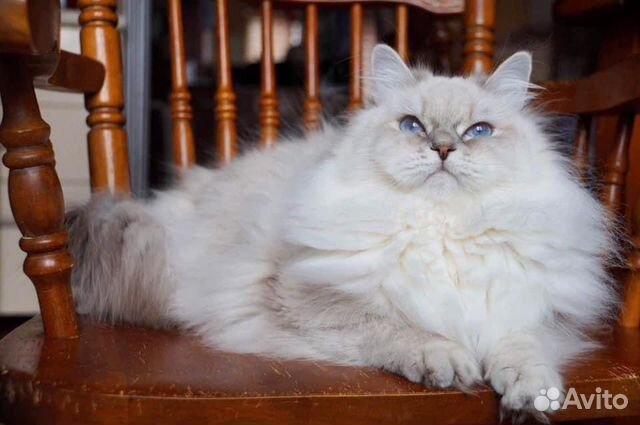 Невская маскарадная