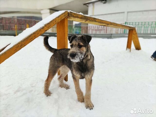 Метис миттельшнауцера