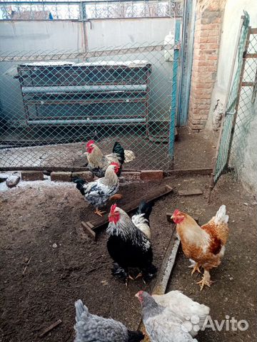 Петушки молодые