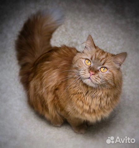 Роскошный Рыжий (1,5 года) ищет дом