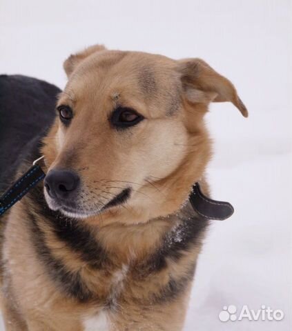 Спасайте шелли которая хочет домой