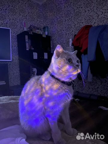 Ищем кошку для вязки