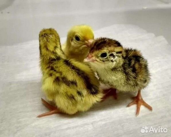 Перепела продажа суточные в наличии