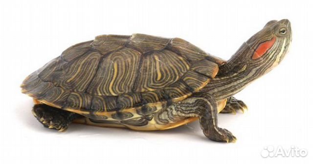 Черепаха отдаю