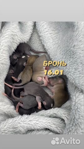 Крысята от заводчика