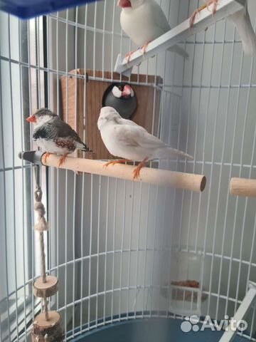 Зебровые амадины