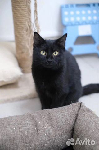 Котенок подросток ищет дом