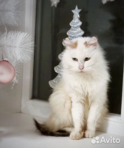 Белоснежка ищет дом