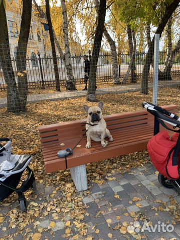Вязка, французский бульдог, мальчик