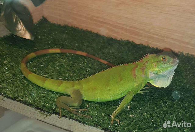 Зелёная ящерица
