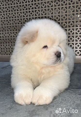 Мальчишка чау-чау