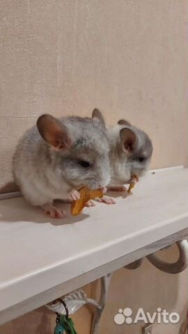 Шиншилла мозаичная