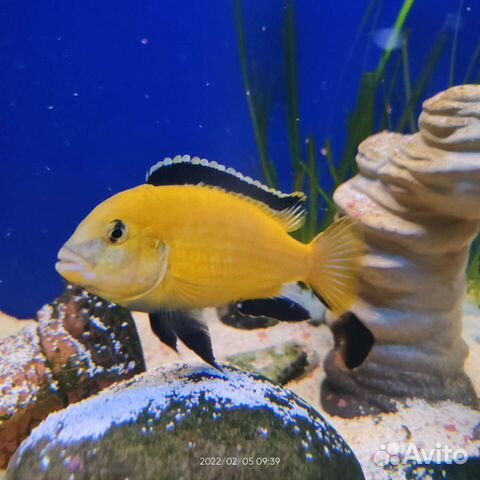 Рыбки цихлиды