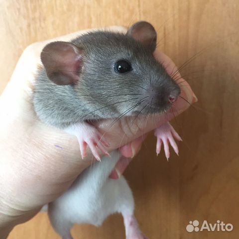 Крысята дамбо