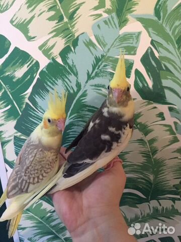 Птенцы Кореллы