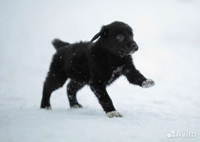 Гном Гномыч ждет вас в приюте