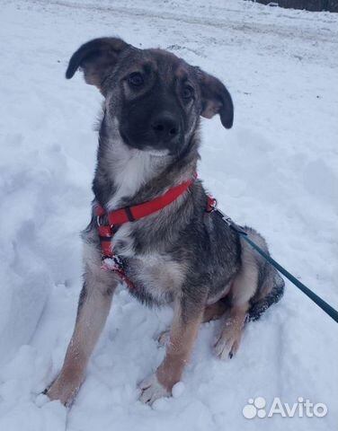 Щенок Школьница