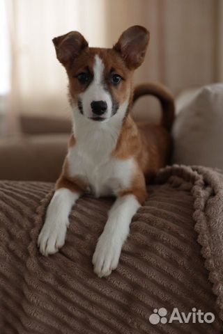 Лиза ищет семью