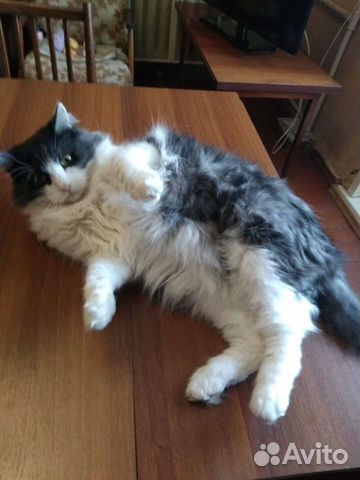 Котик ищет добрых людей