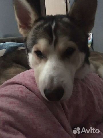 Аляскинский хаски