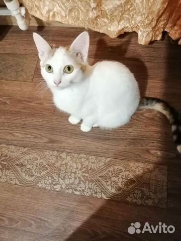Кошечка