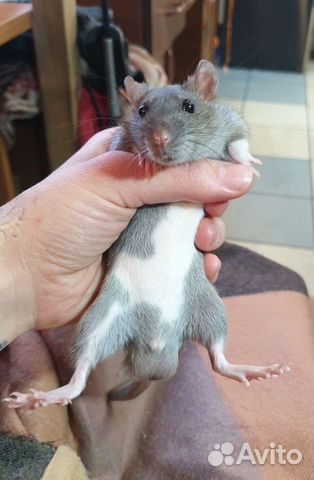 Декоративная крыса
