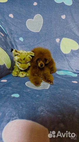 Той-пудель маленькая принцесса