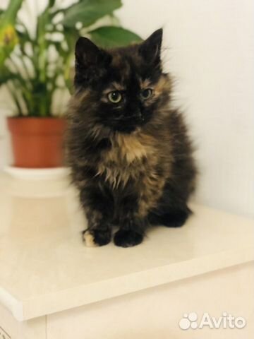 Котенок в добрые руки