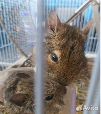 Чилийские белки