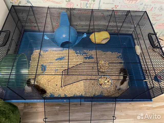 Декоративная крыса,самцы