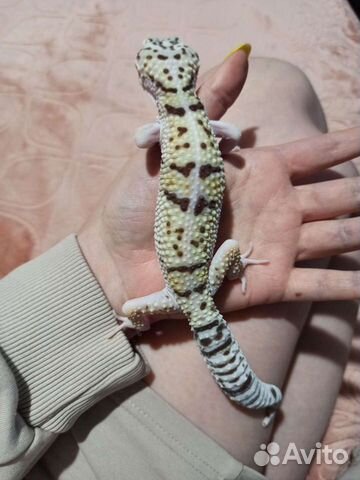 Иранский эублефар