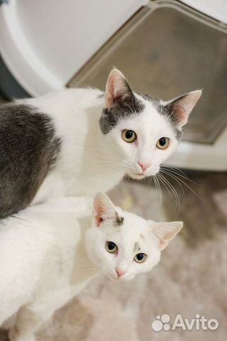 Кошка в дар, в добрые руки