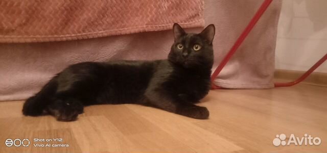 Кошки в добрые руки бесплатно