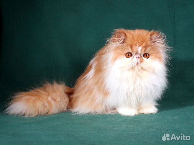 Персидская куколка