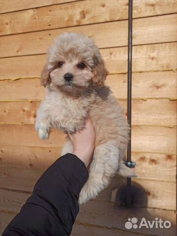 Мальтипу Ф1 девочка карамелька