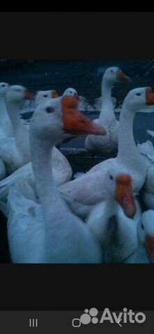 Гусь. Инкубационное яйцо. Опт. Розница