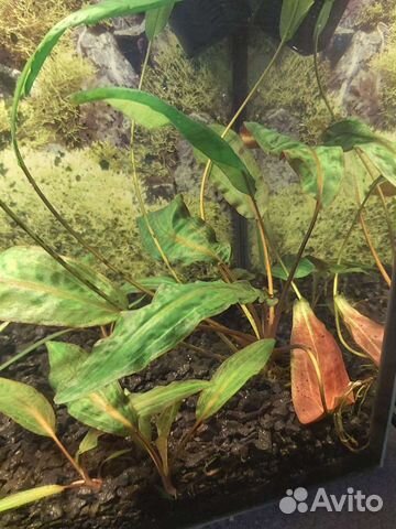 Криптокорина пурпурная