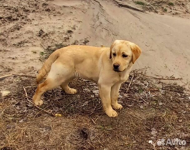Щенок лабрадора