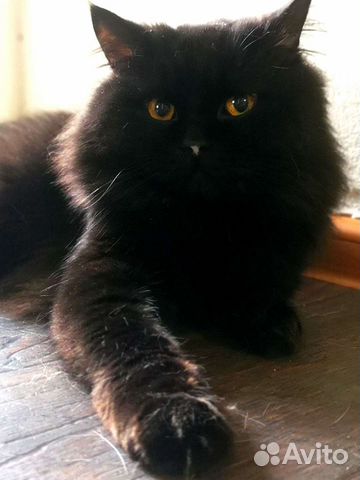 Отдам кота в добрые руки