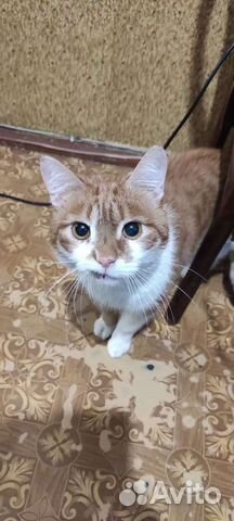 Очень классный кот