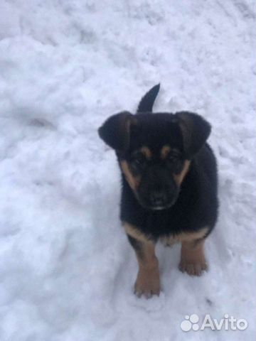 Щенок в свой дом или в квартиру