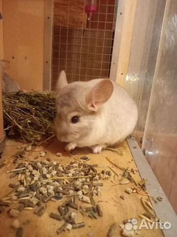Бежевая Шиншилла