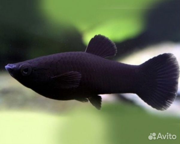 Моллинезии