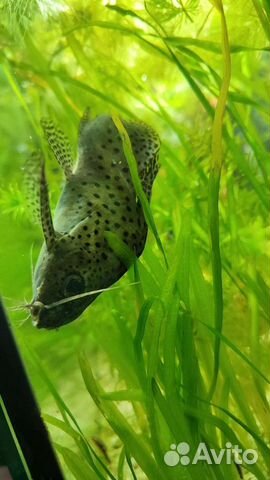 Синодонтис перевертыш