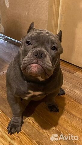 Щенок американского булли покет, экзот