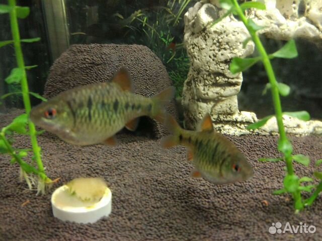 Отдам барбусов