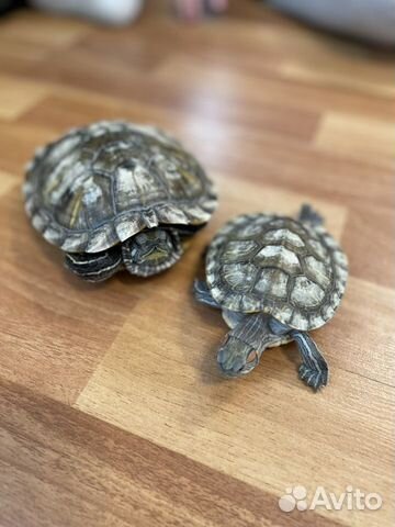 Черепаха красноухая 2 шт